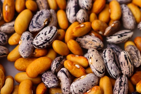 legumes-secs-bienfaits - Mogette de Vendée